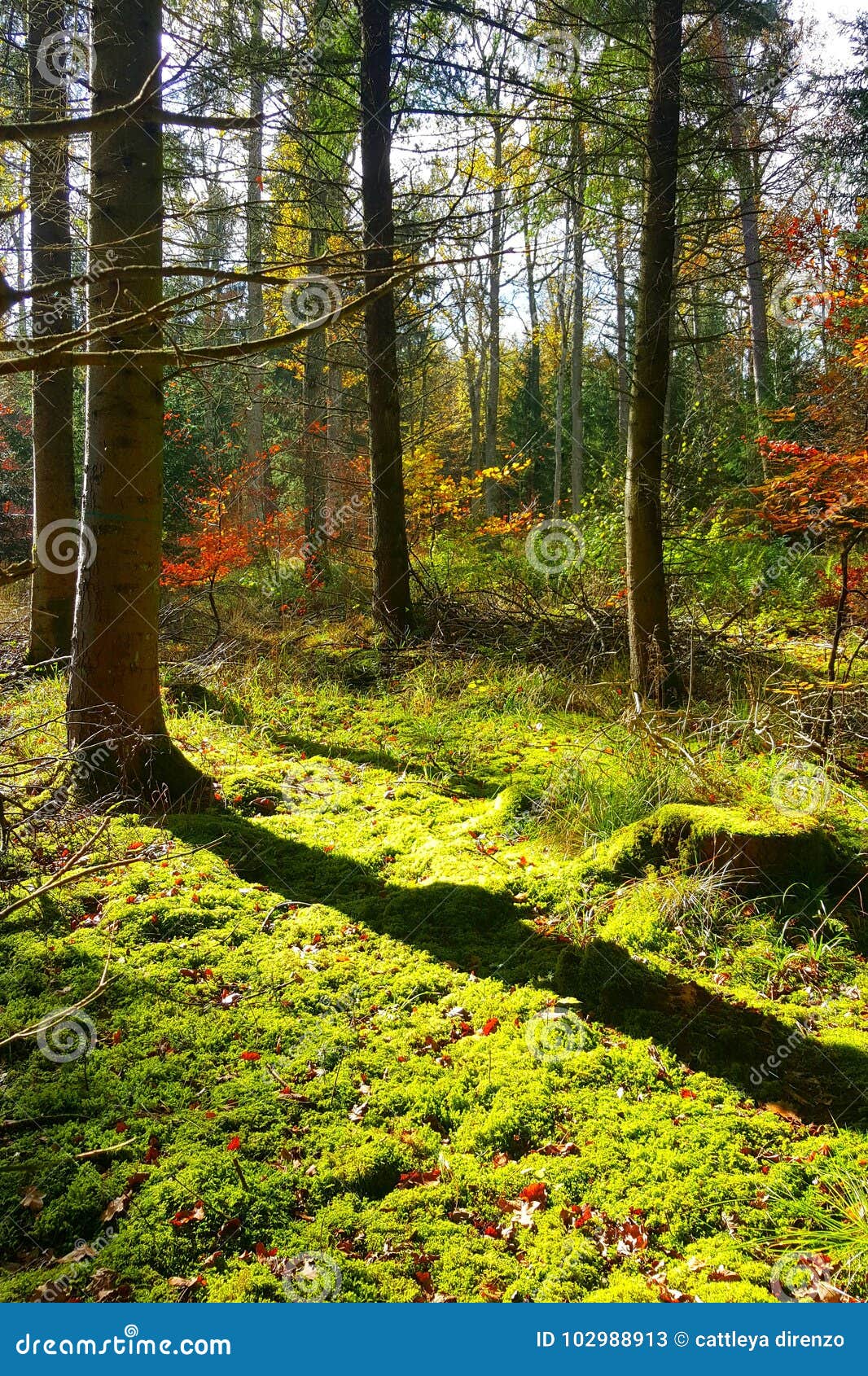 Nature Tree Close-up Wood Forest Stock Image - Image of nature, wood ...
