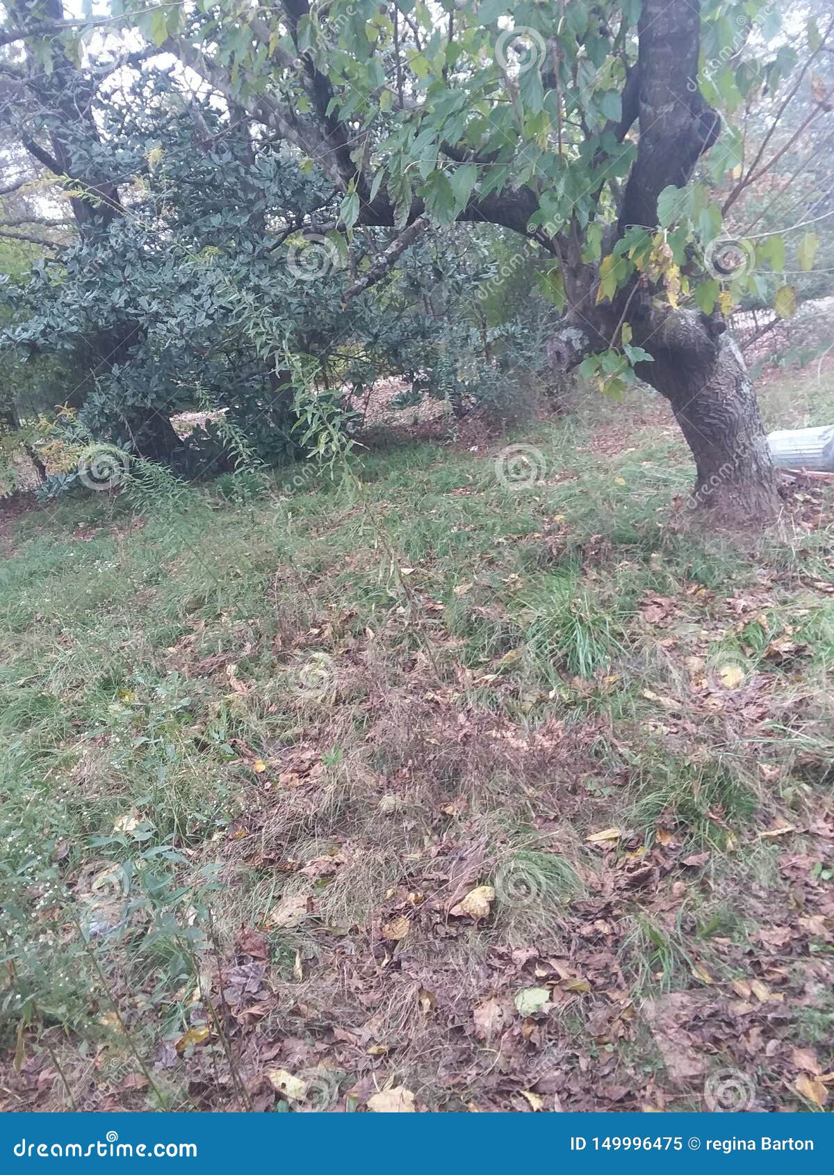 Nature Tree Growing Beautiful Summer Leaves Stock Image - Image of ...