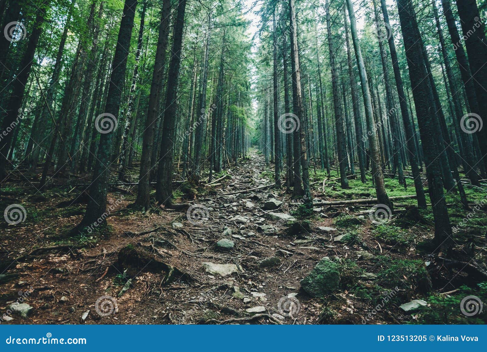 Tree Pathway Royalty-Free Stock Image | CartoonDealer.com #42863044