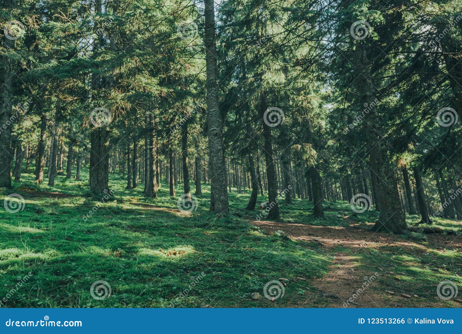 Tree Pathway Royalty-Free Stock Image | CartoonDealer.com #42863044