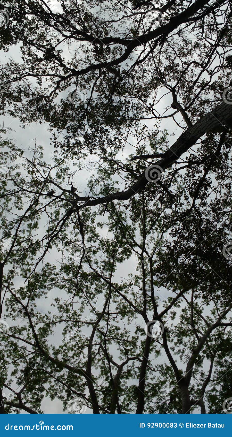 Nature stock image. Image of green, tree, ramifications - 92900083