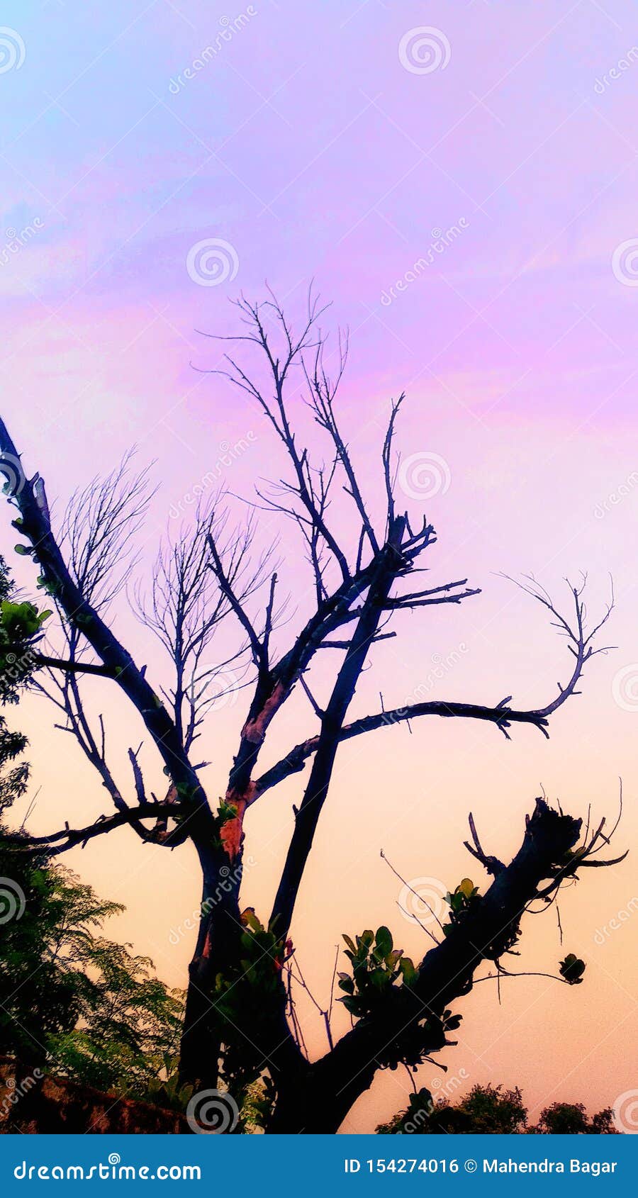 Nature stock photo. Image of nature, night, tree, evening - 154274016