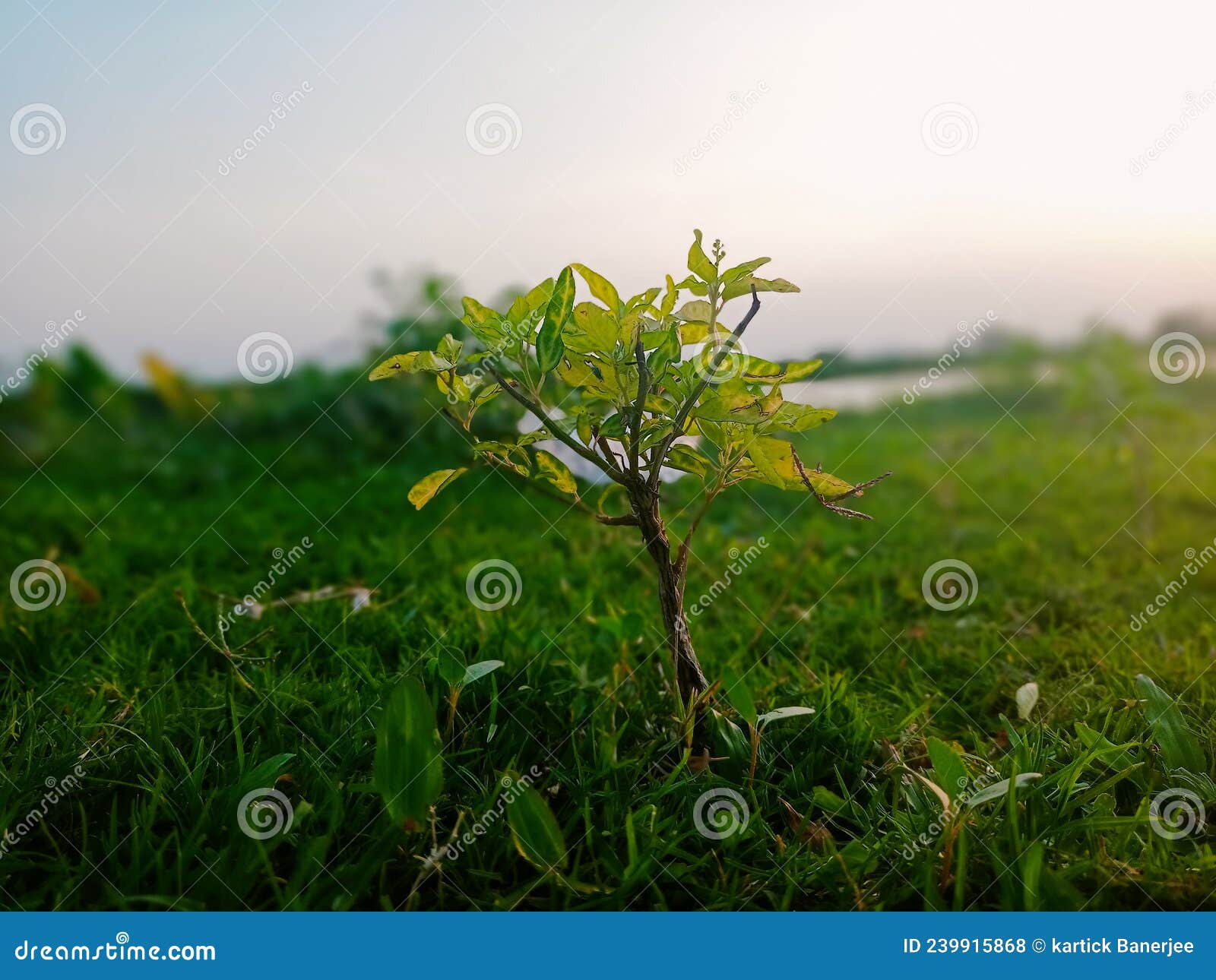 In Nature, a Tree is a Small Tree Alone Stock Photo - Image of nature ...