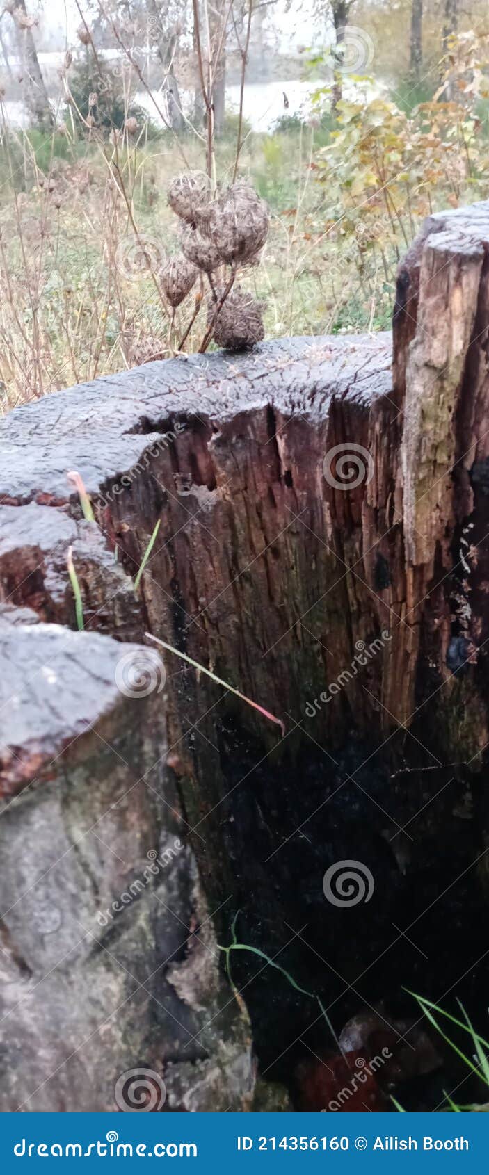 Nature Tree Stump Hollow Scenery Stock Photo - Image of wall, hollow ...