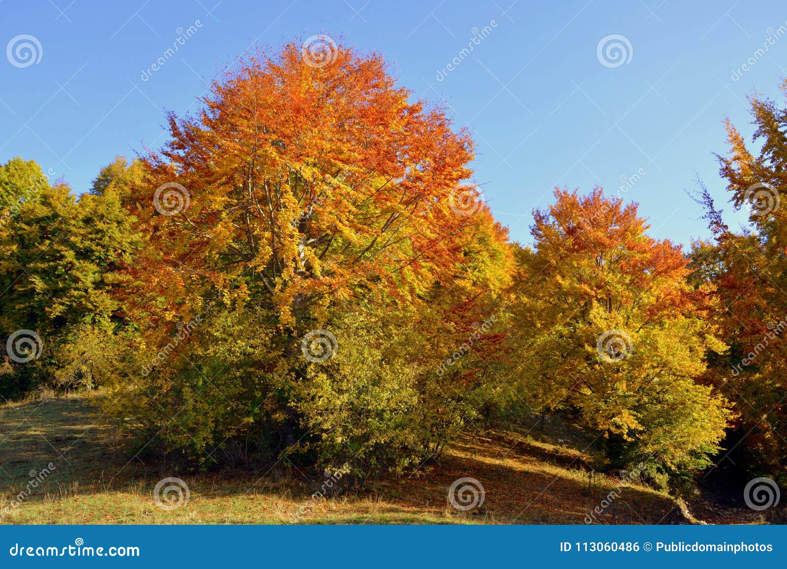 Nature, Tree, Temperate Broadleaf And Mixed Forest, Ecosystem Picture ...