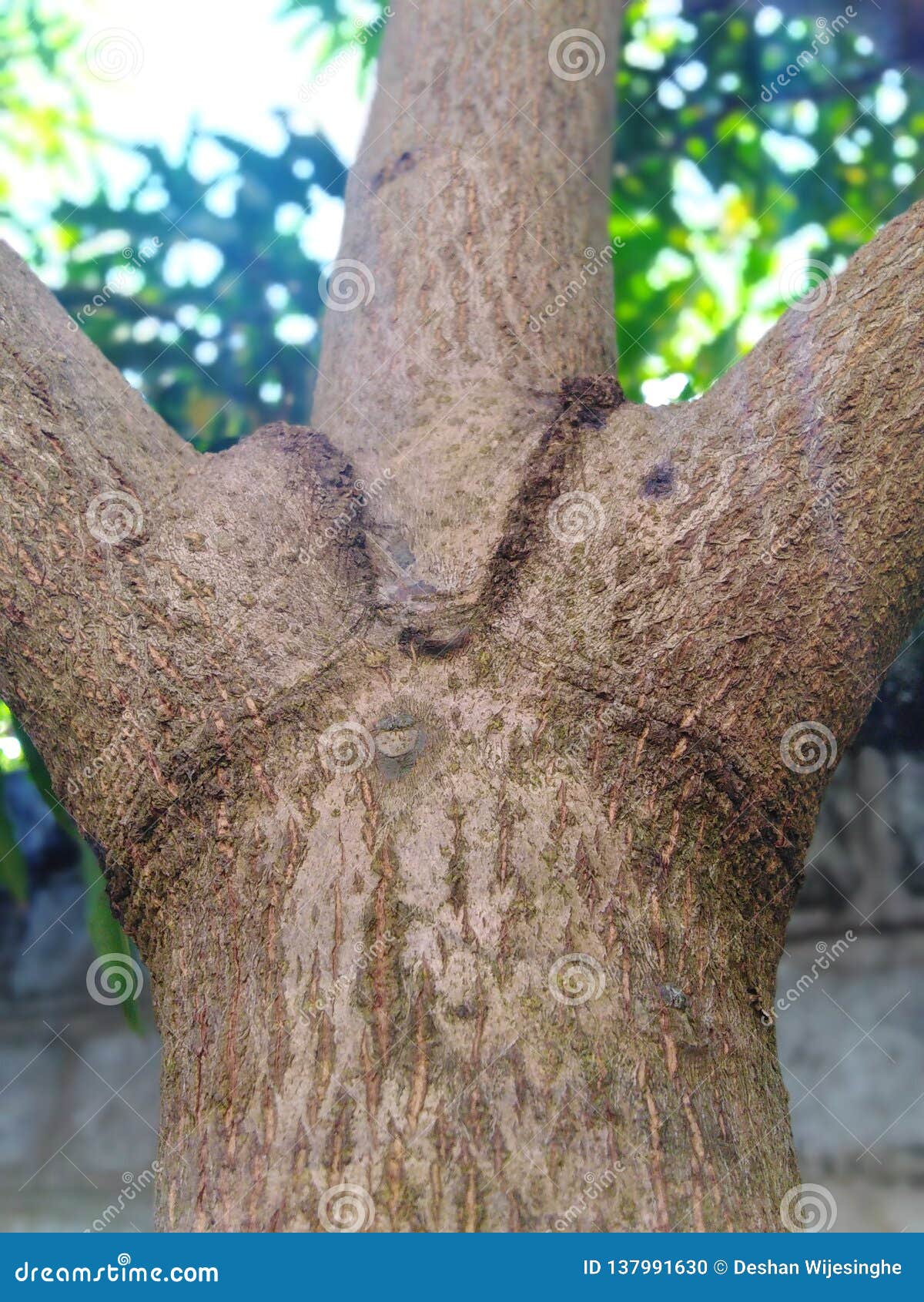 Nature tree trunk stock photo. Image of romace, stunning - 137991630