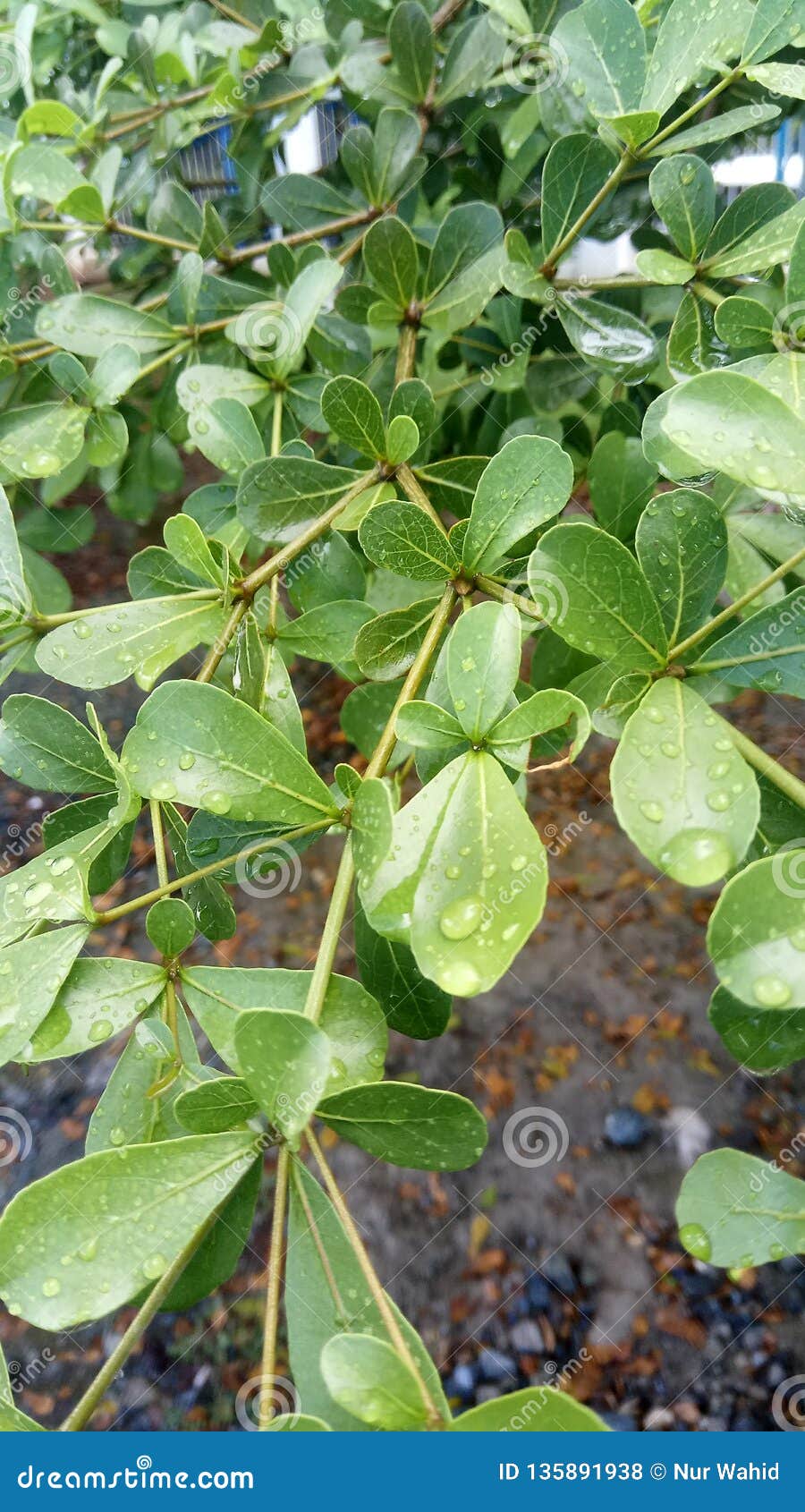 Nature stock photo. Image of tree, beautiful, simple - 135891938