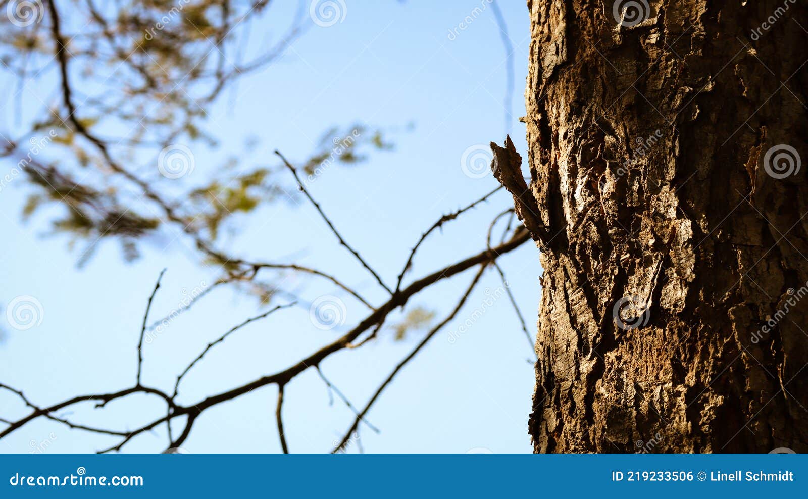 Nature with Trees and Branches Stock Photo - Image of plant, nature ...