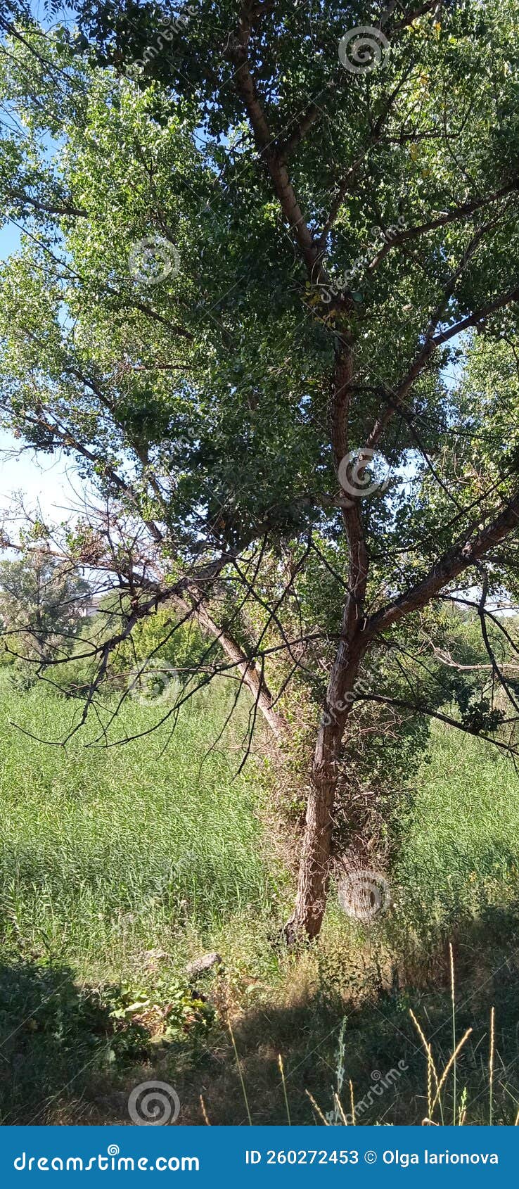 Nature, Trees, Grass Green Landscape. Stock Image - Image of autumn ...
