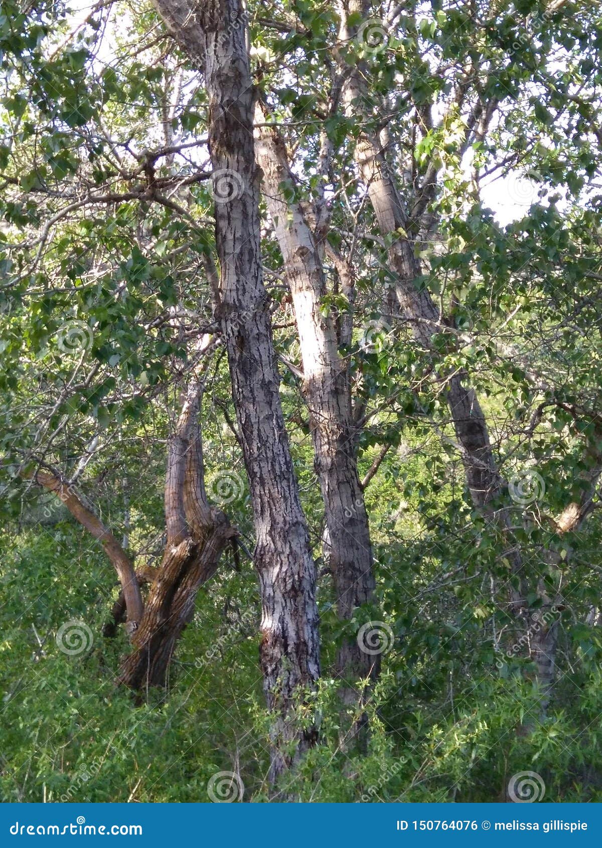 Ash trees stock photo. Image of nature, wild, trees - 150764076