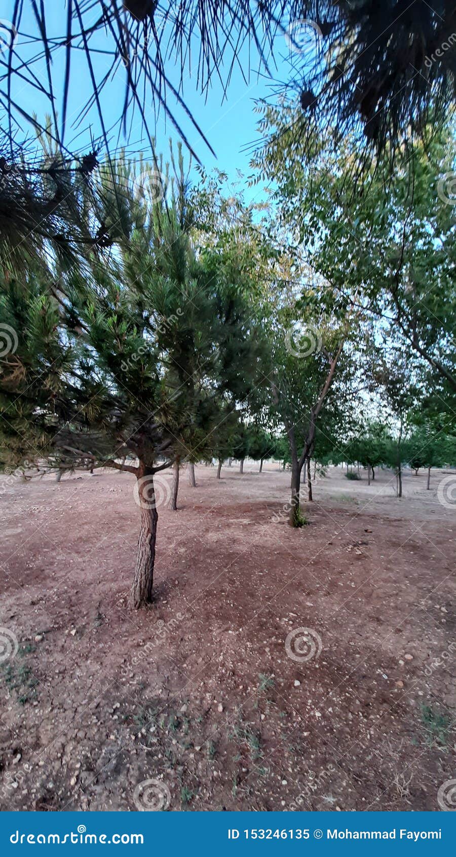 Nature stock image. Image of park, levant, trees, nature - 153246135