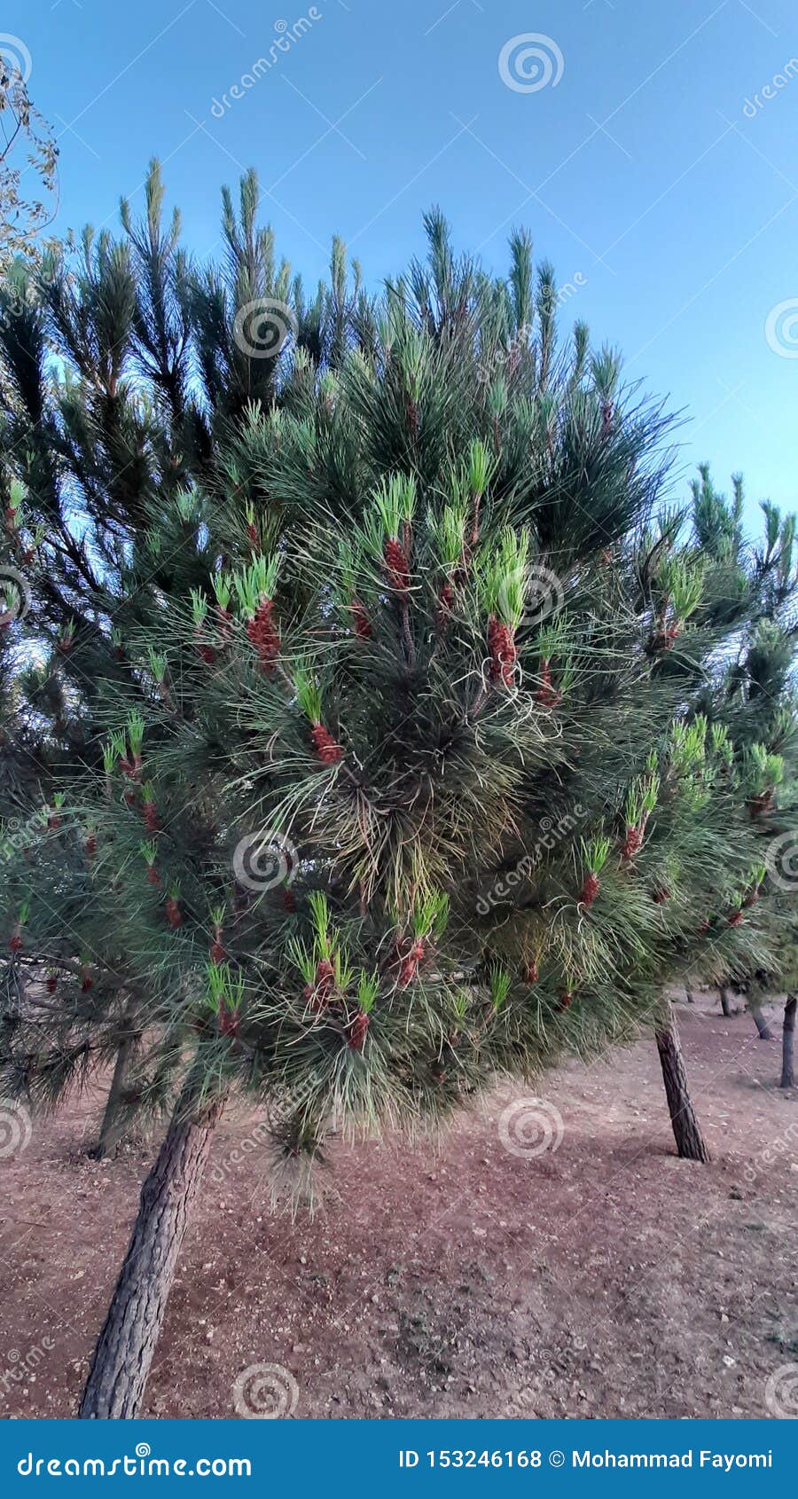 Nature stock photo. Image of jordan, trees, park, nature - 153246168