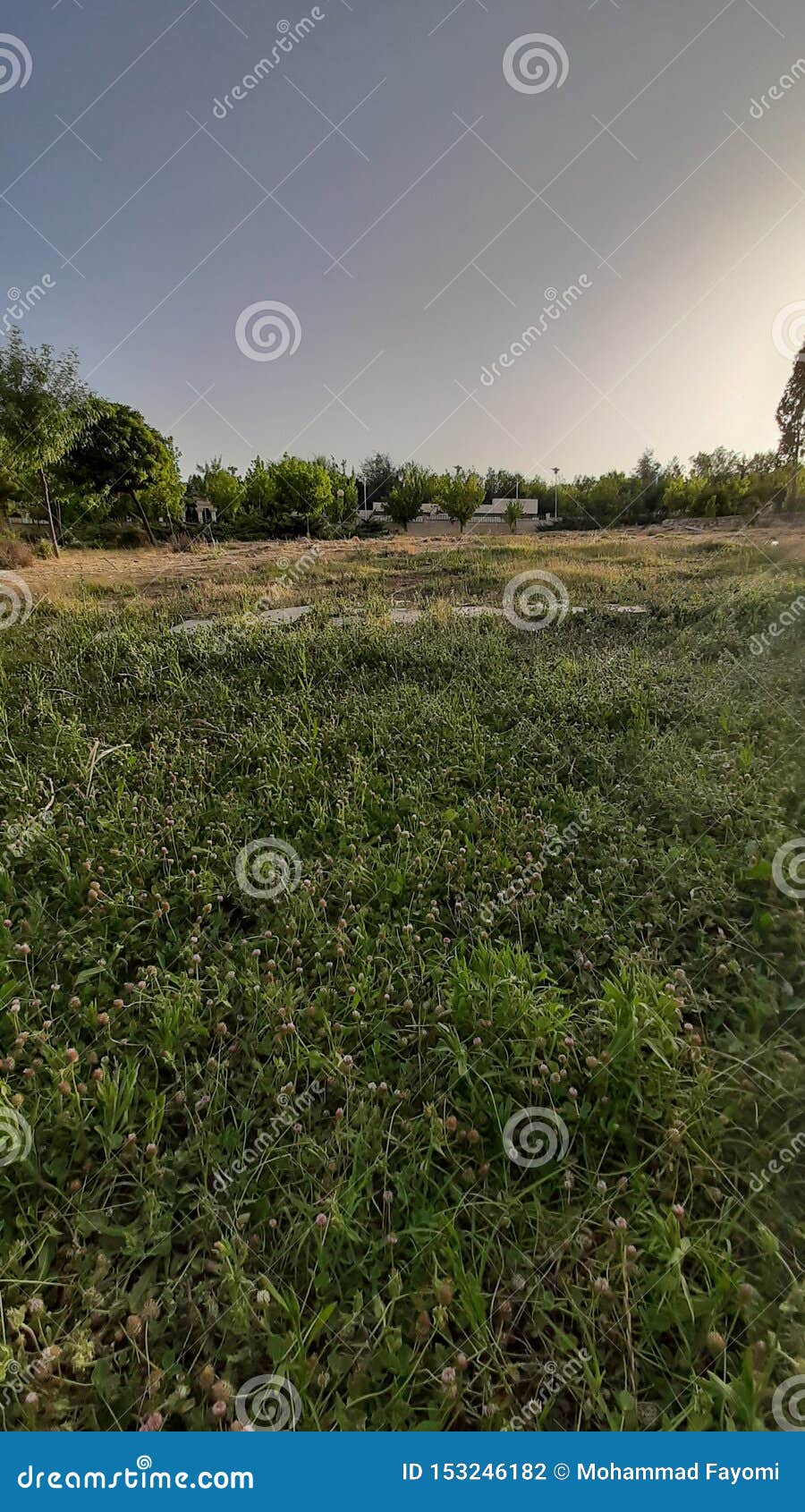 Nature stock photo. Image of levant, trees, nature, jordan - 153246182