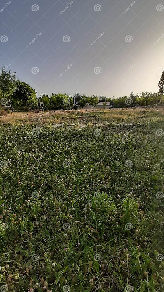 Nature stock photo. Image of levant, trees, nature, jordan - 153246182
