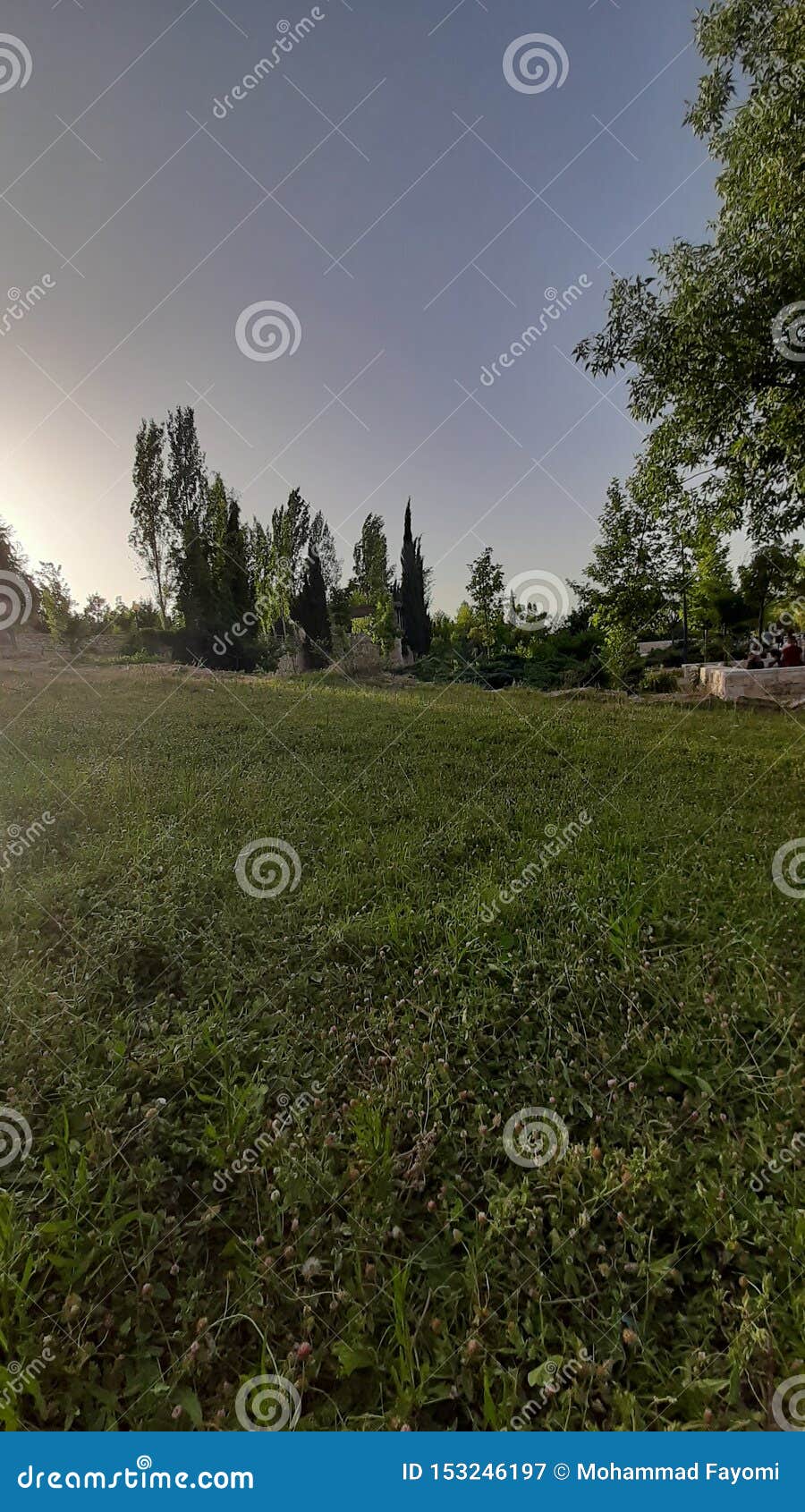 Nature stock image. Image of park, levant, jordan, nature - 153246197