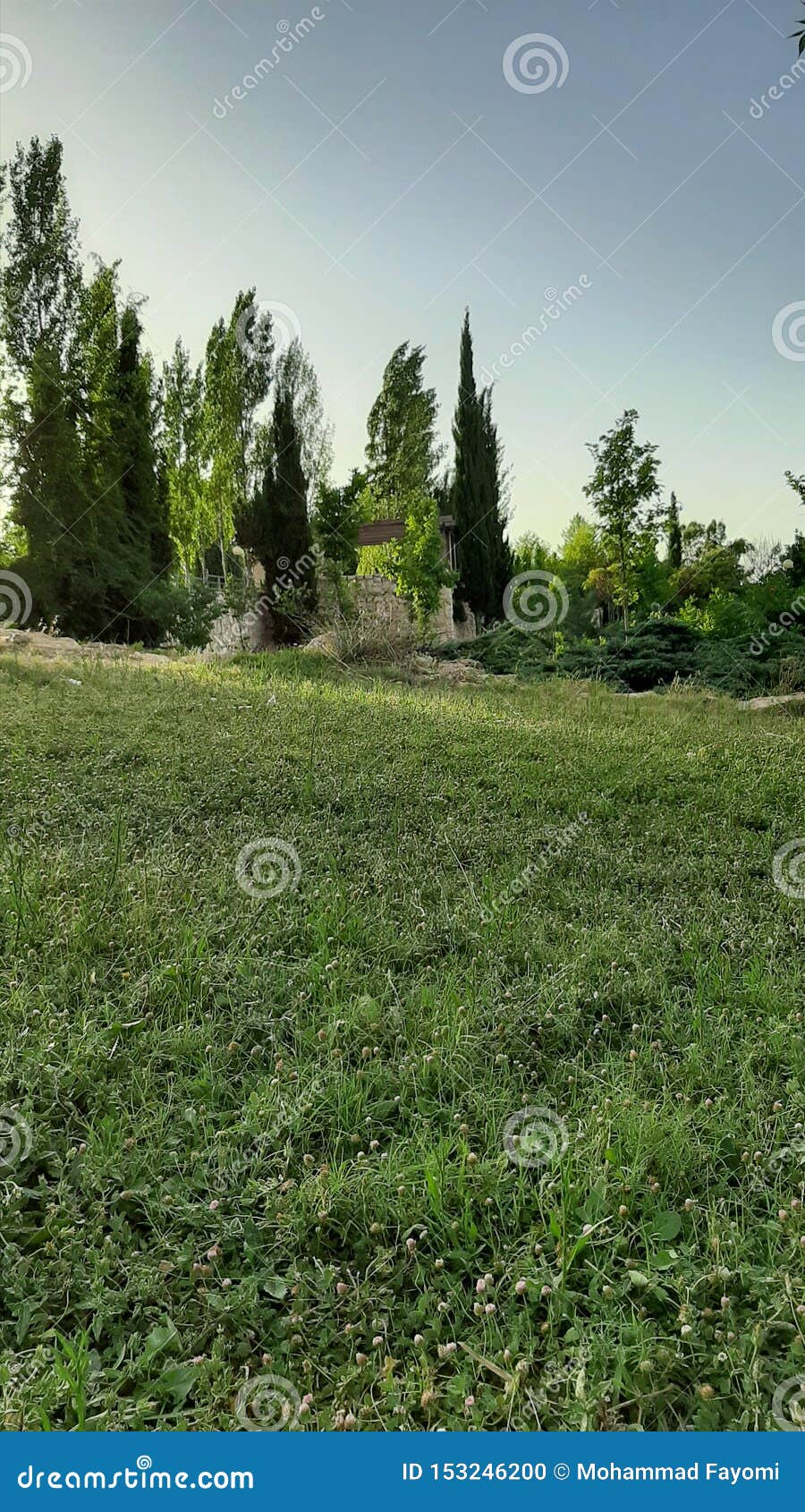 Nature stock photo. Image of nature, levant, jordan - 153246200