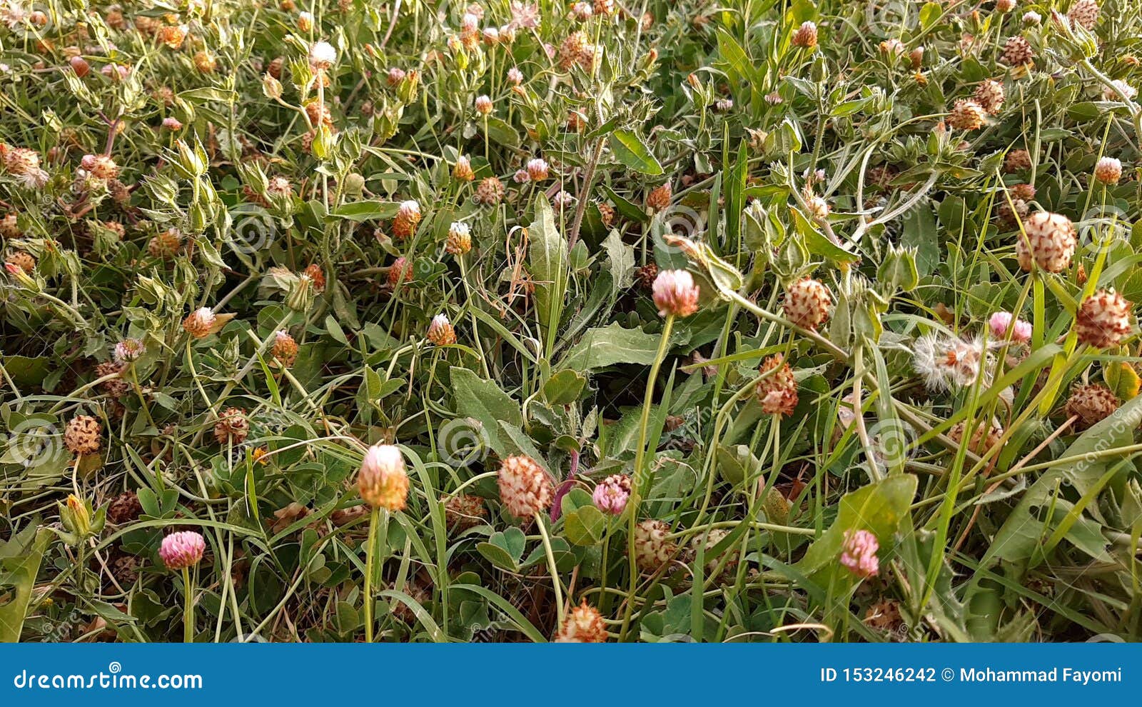 Nature stock photo. Image of nature, levant, park, trees - 153246242