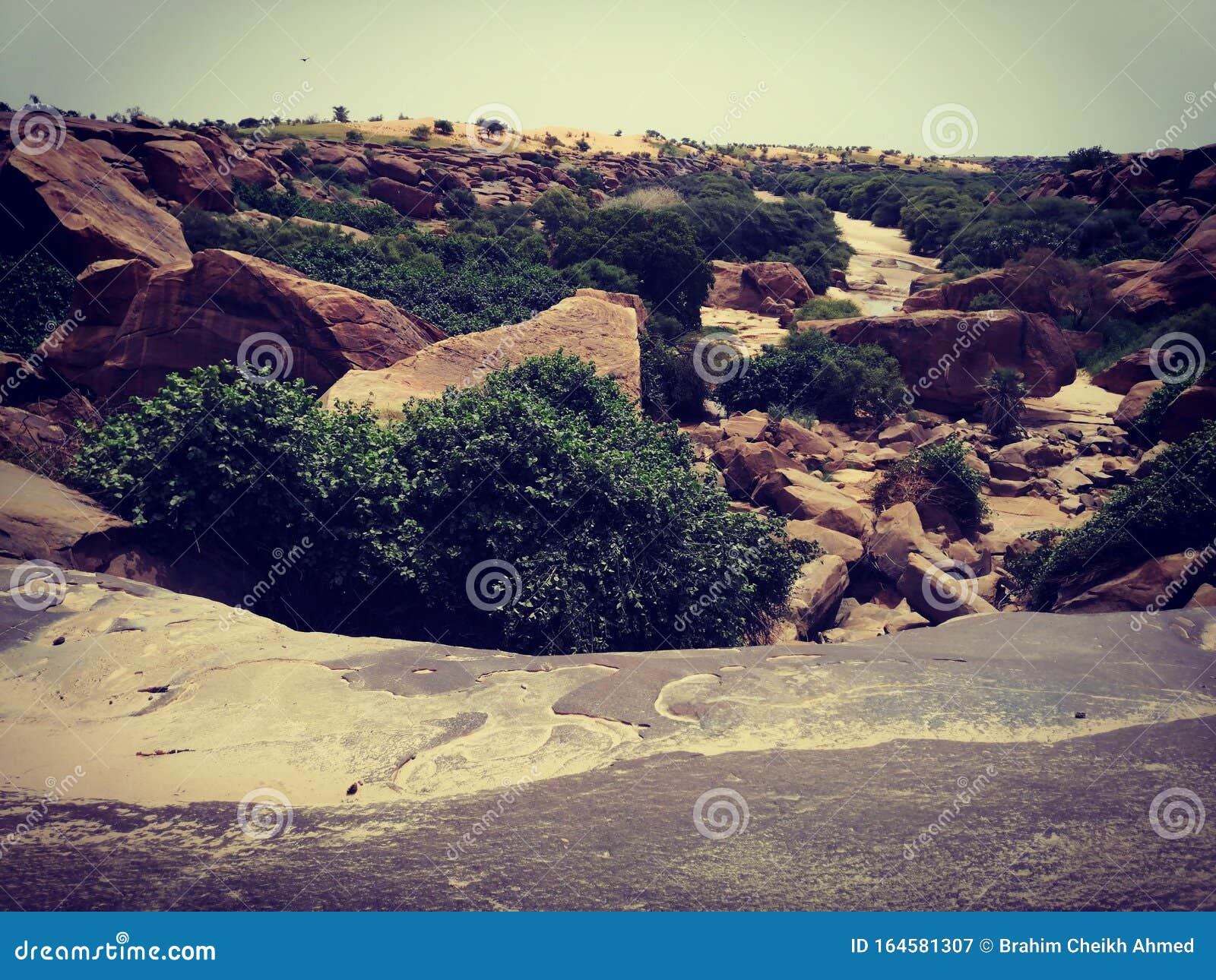 This Image is from a Massive Wood in Mauritania Stock Image - Image of ...