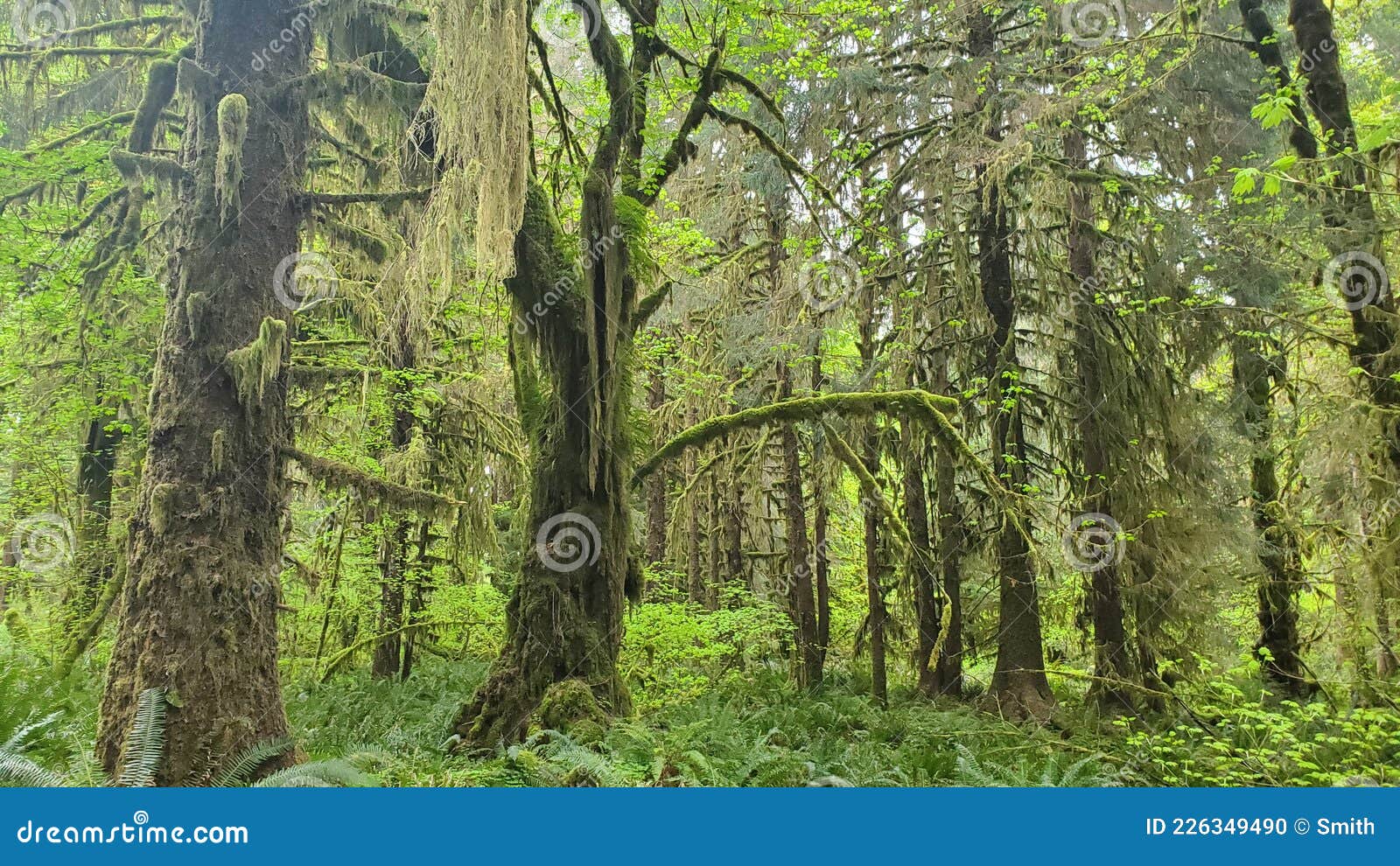 Nature trees oregon stock photo. Image of leaf, green - 226349490