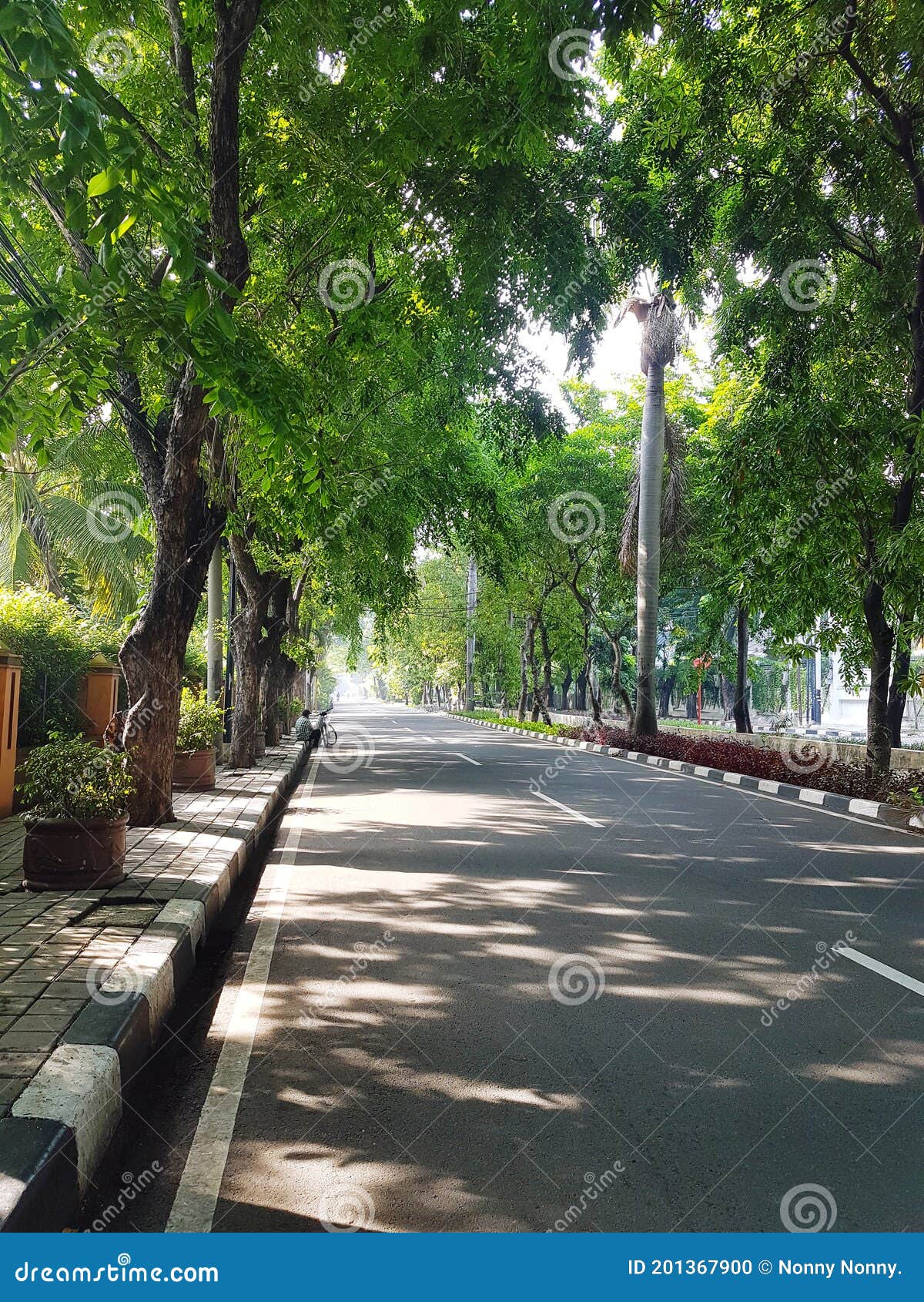 Nature plans road stock photo. Image of road, trees - 201367900