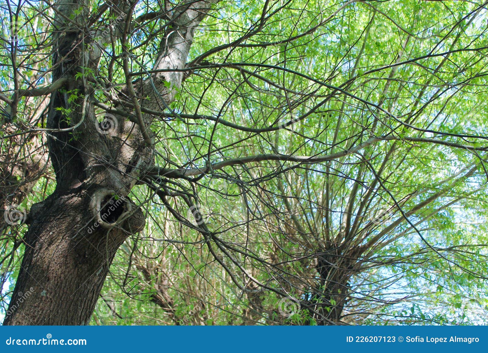 Nature Trees Surface Forest Flora Bright Beautiful Stock Image - Image ...