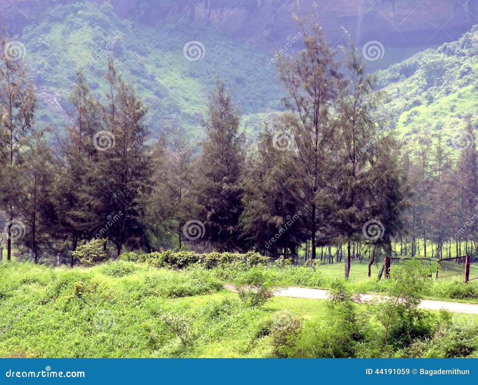 Nature and tress stock image. Image of nature, beutiful - 44191059