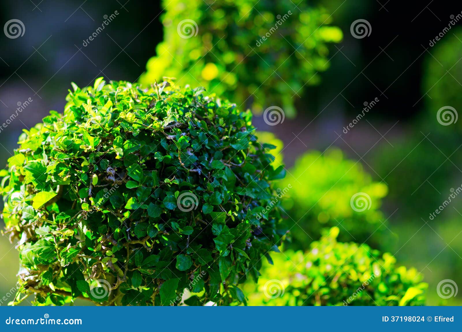 Trimmed bushes in a garden stock photo. Image of nature - 37198024