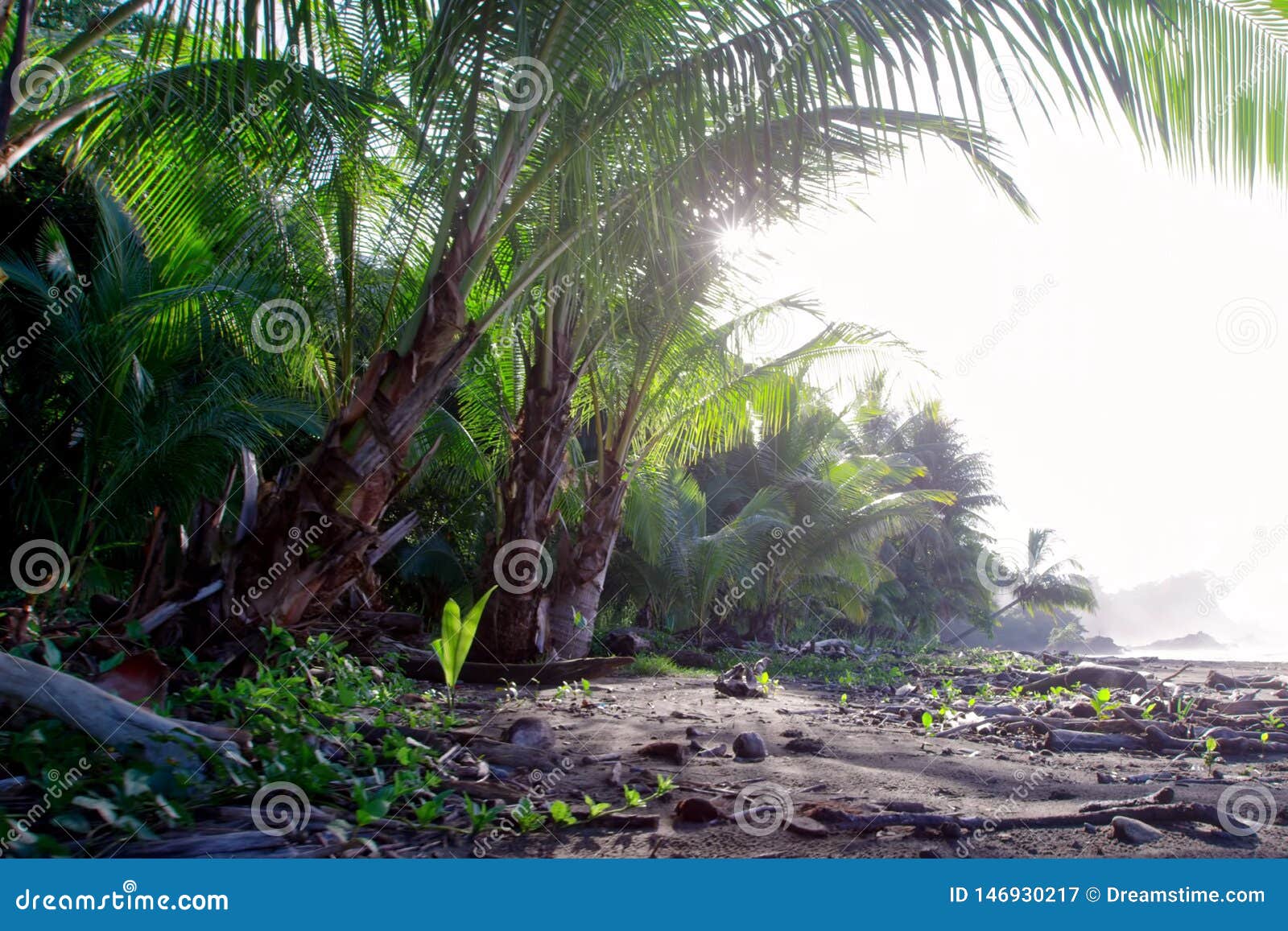 Landscape Palm Tree Sunset Purple In Huacachina Ica Peru Royalty-Free ...
