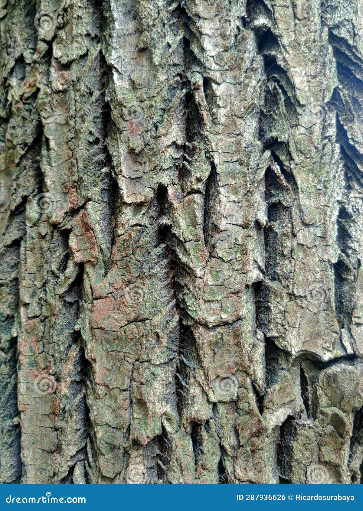 Nature, Trunk, Tree, Bark, Hardwood, Trunk, Tree, Trunk Stock Photo ...