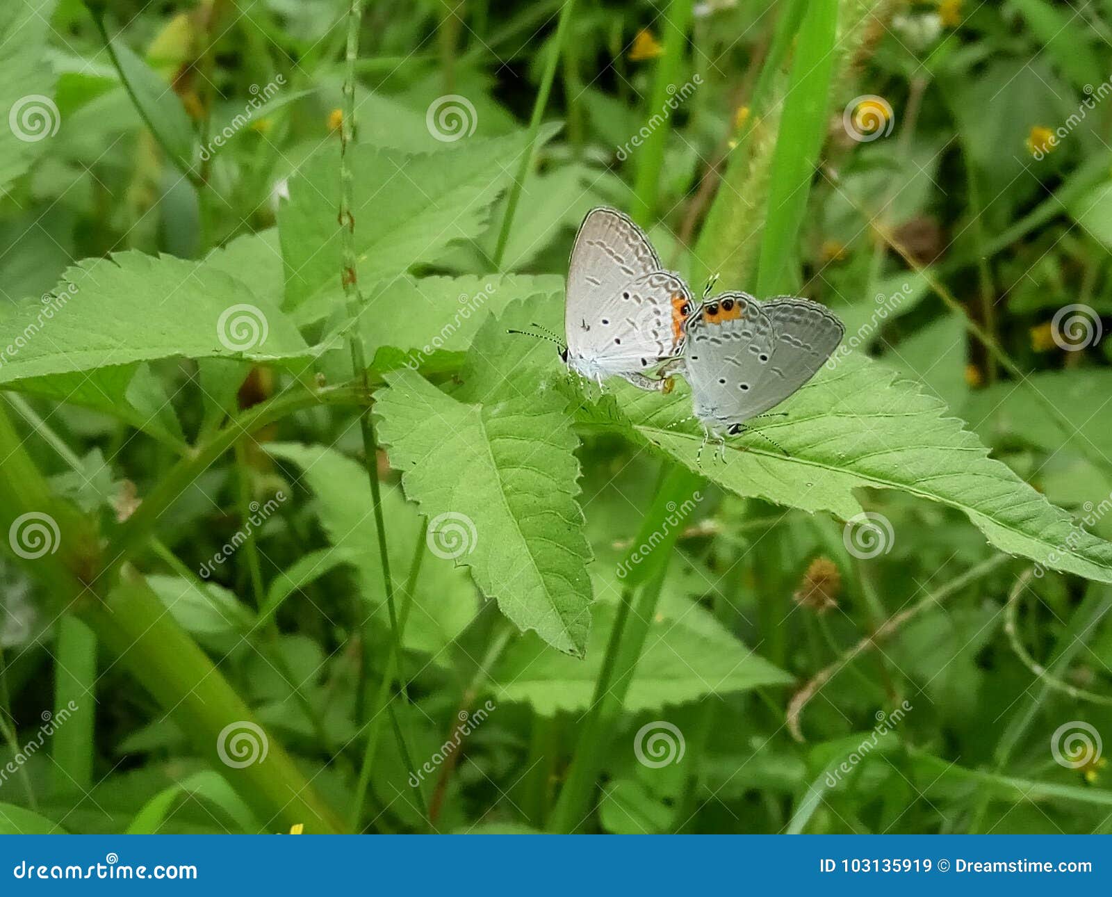 Nature stock image. Image of universal, nature - 103135919