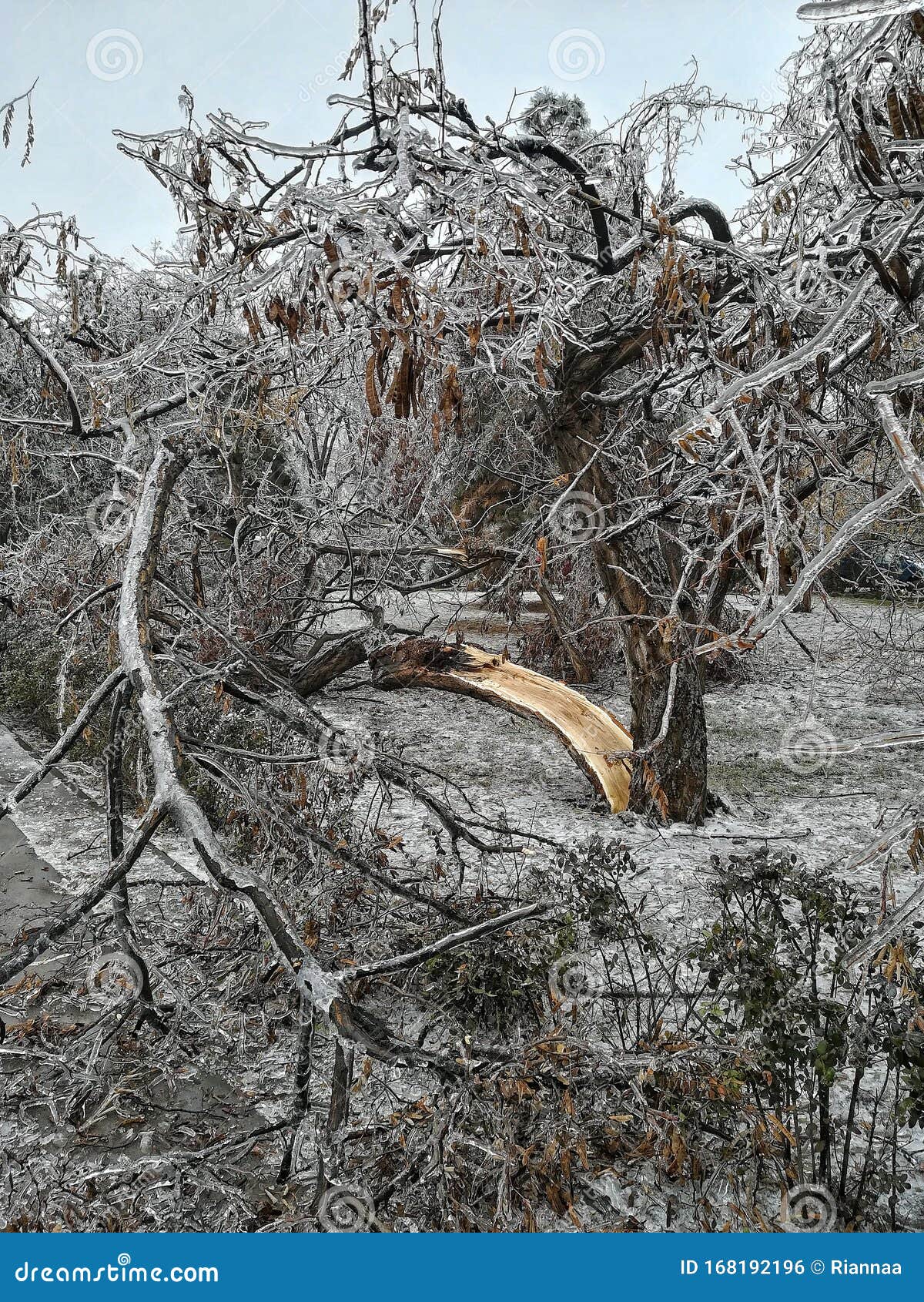 Nature Unleashed in a Freezing Winter Day Stock Photo - Image of ...