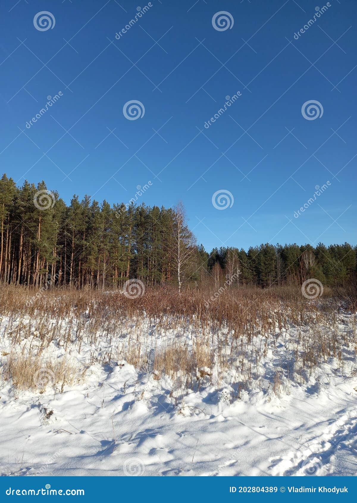 Ural landscape stock image. Image of flower, tree, water - 202804389
