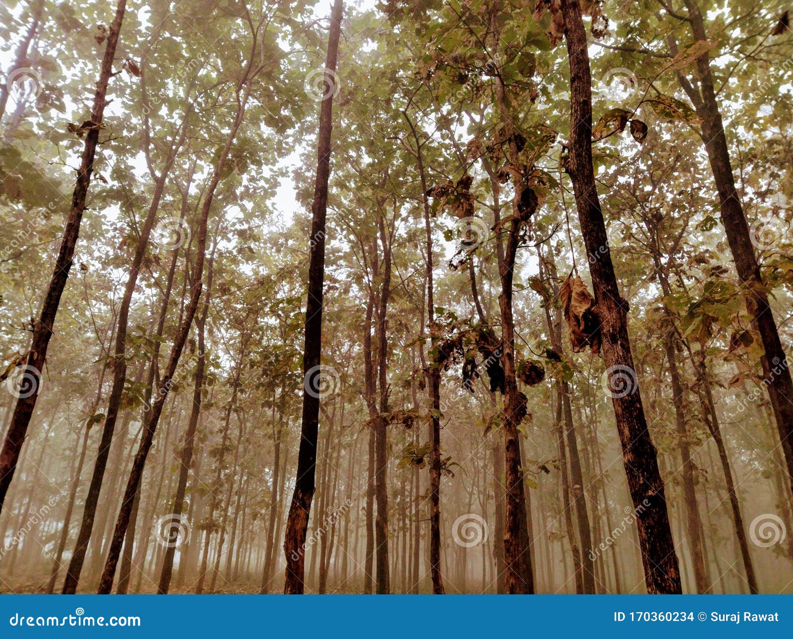 Nature Valley View of the Jungle Tree Stock Photo - Image of nature ...