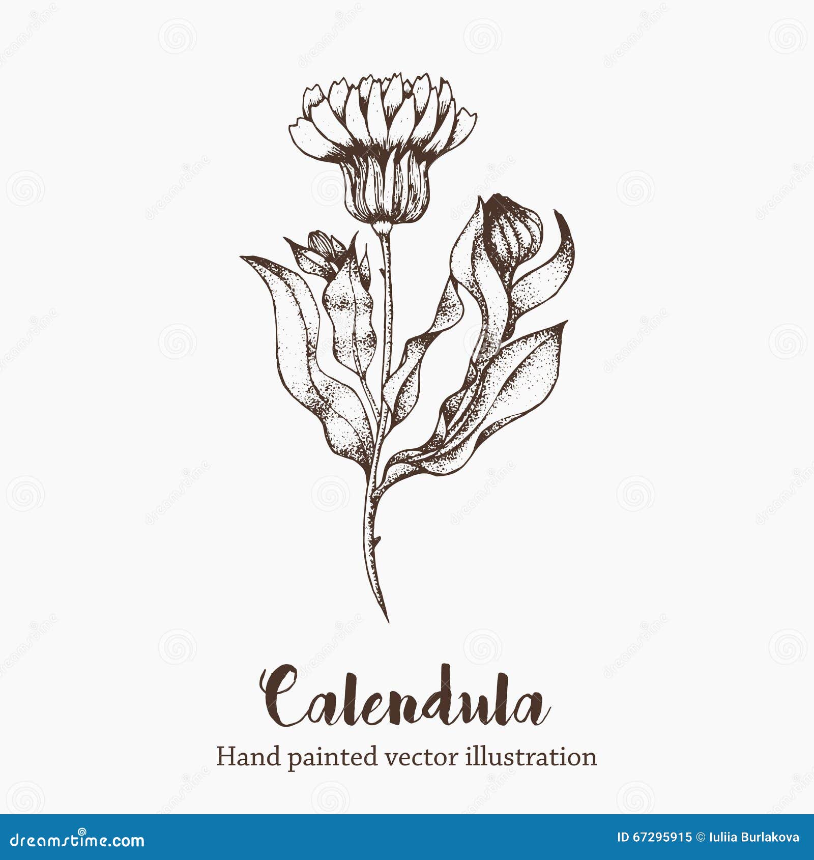 Nature Vector Calendula Flower Sketch Hand Drawing Illustration Stock ...