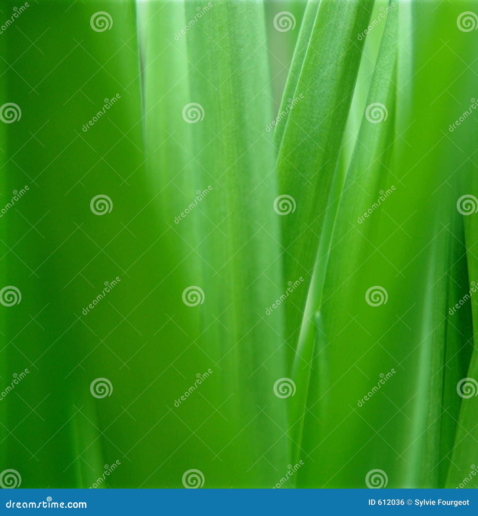 Nature verte. photo stock. Image du jardinage, nature, flou - 612036