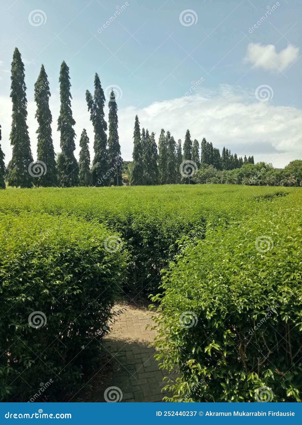 Nature Verte Clairement Ciel Image stock - Image du cieux, arbres ...