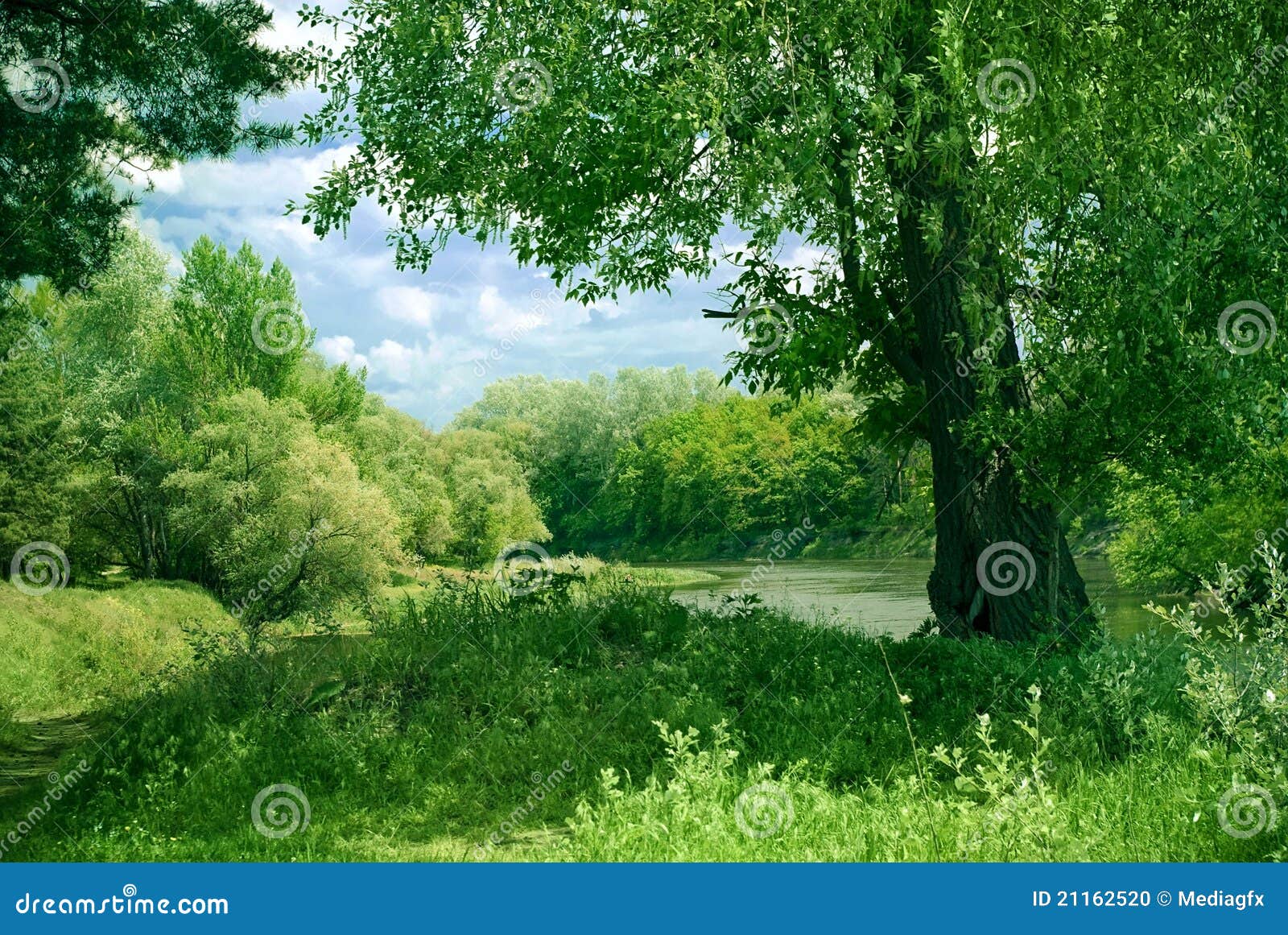 Nature verte de forêt photo stock. Image du jour, arbre - 21162520