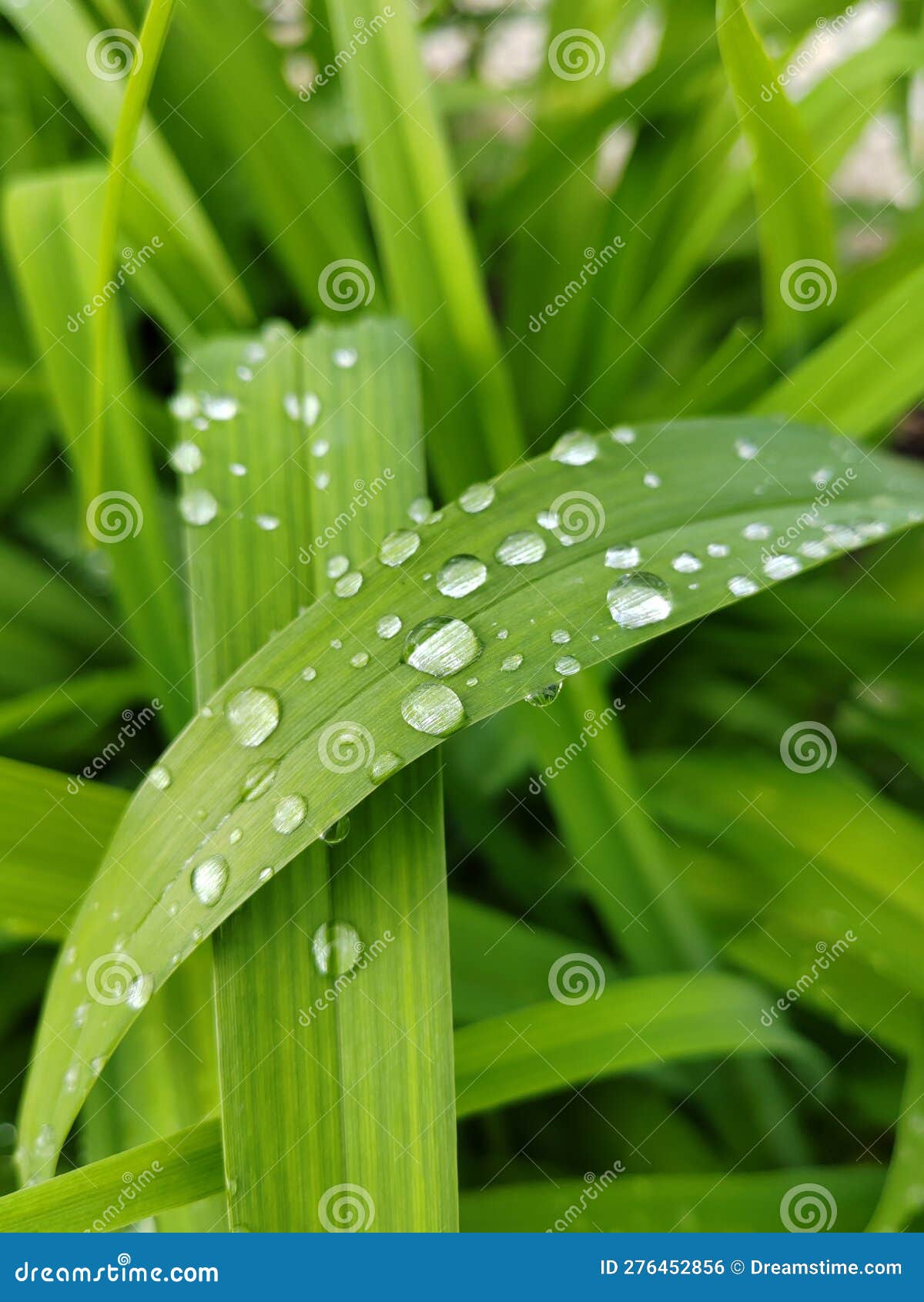 Nature is Very Beautiful in the Raindrops Stock Photo - Image of grass ...