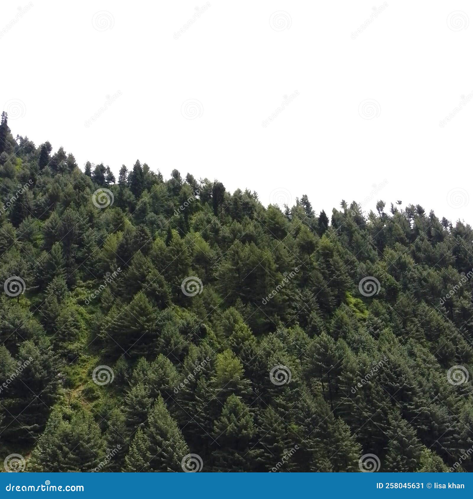 Nature Vibes Green Forest Trees Stock Image - Image of forest, tree ...
