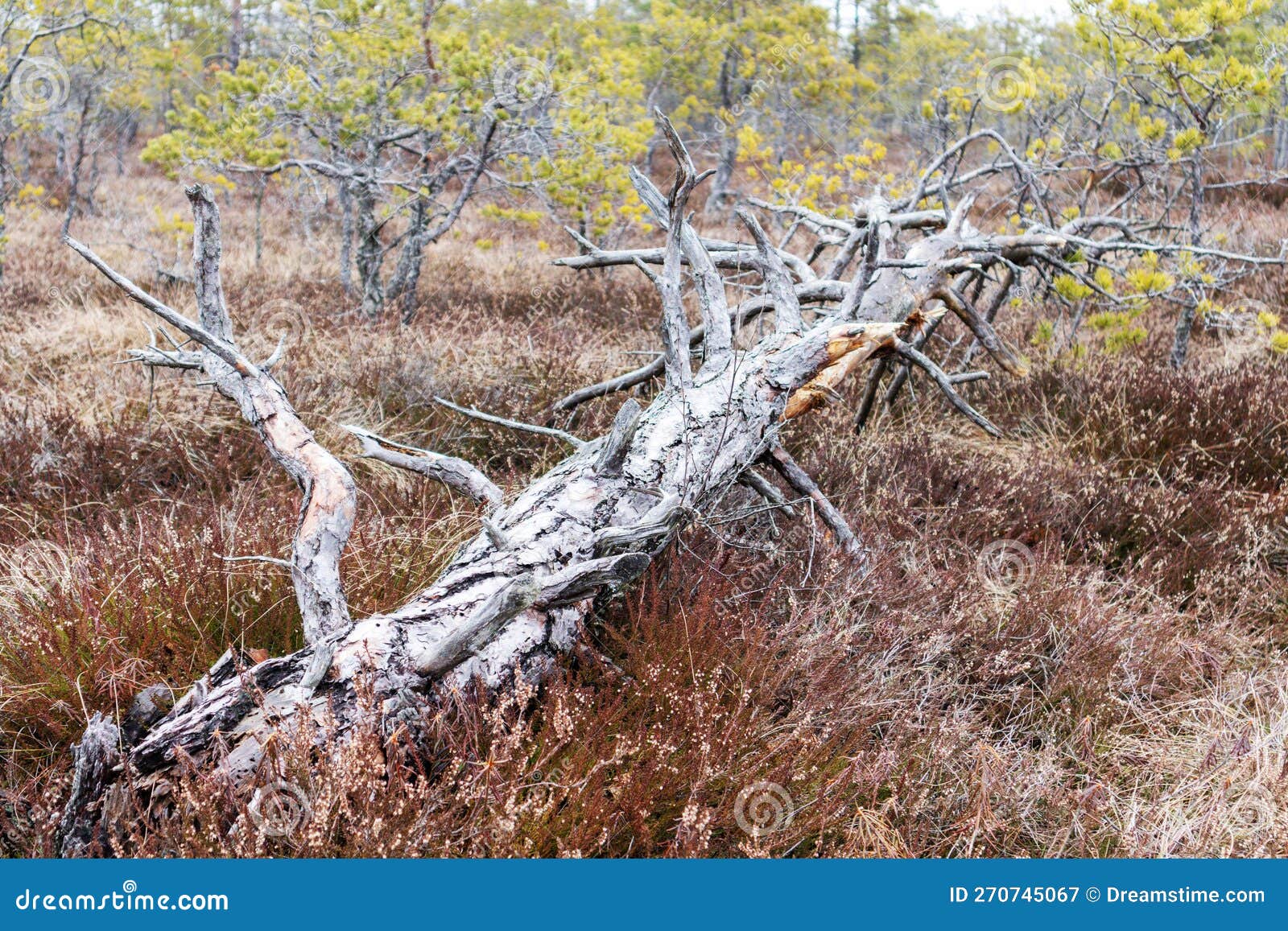 Nature View of a Bog with a Wind-broken Pine Tree Trunk at the Side of ...