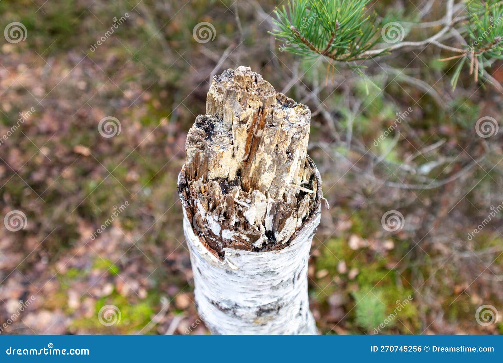 Nature View of Broken Birch Tree Trunk and Blurred Greenish Brown ...
