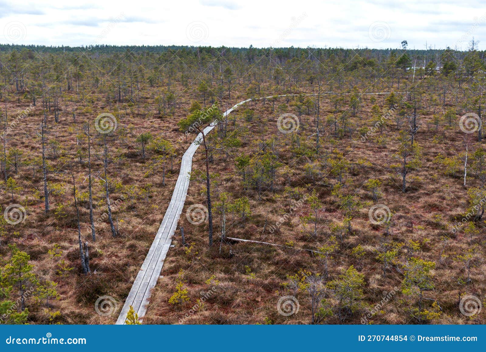 Nature View of Brown and Green Bog with Bog Walking Path from Above ...