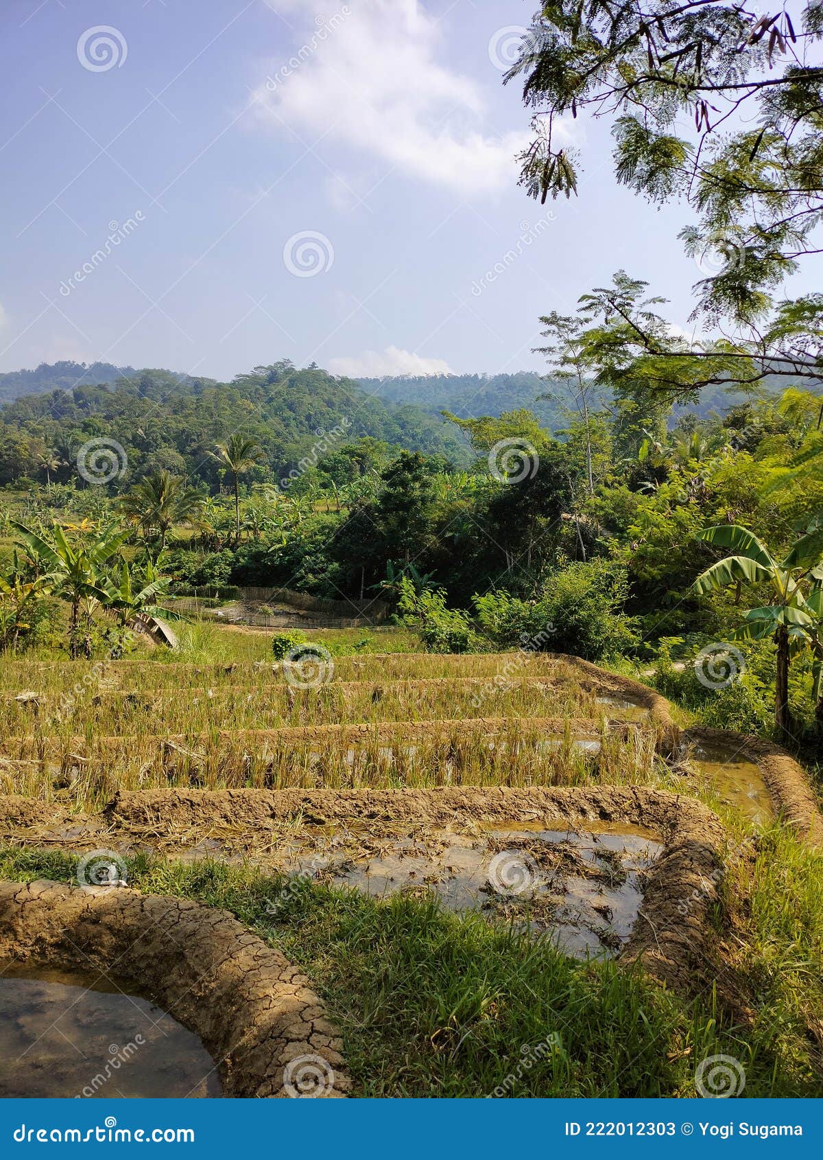 Nature View Field Rice after Farming in Village Stock Image - Image of ...