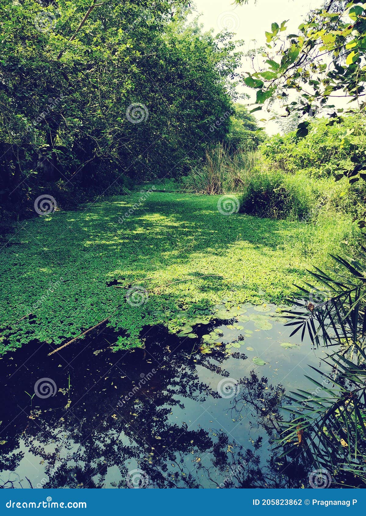Nature View in Forest with Trees and Water Stock Photo - Image of ...