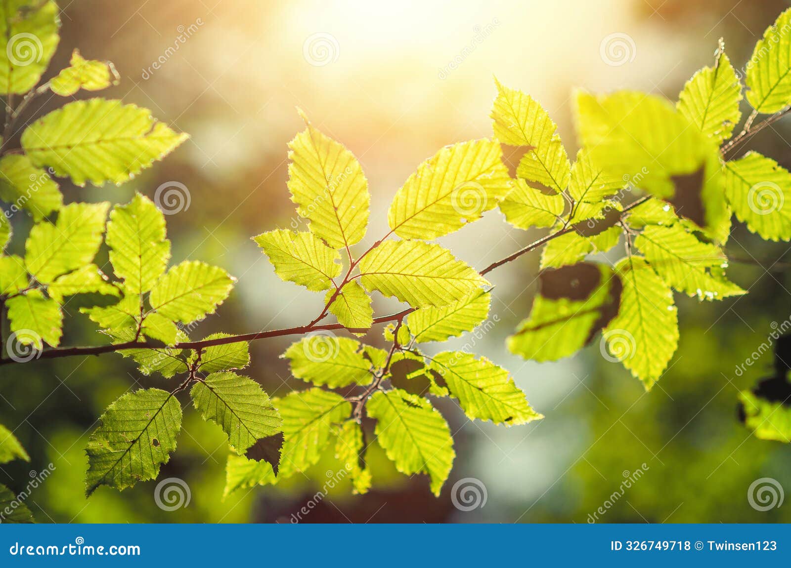 Nature View of Green Beech Leaves on Twigs on Blurred Background. Sun ...