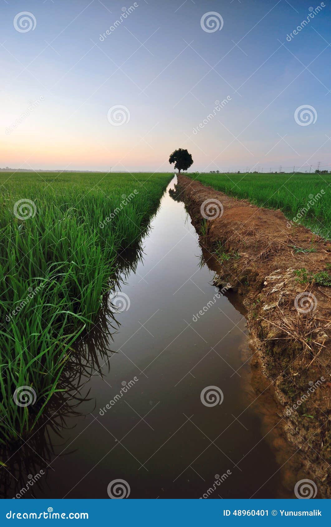 Nature view at paddy field stock image. Image of malaysia - 48960401