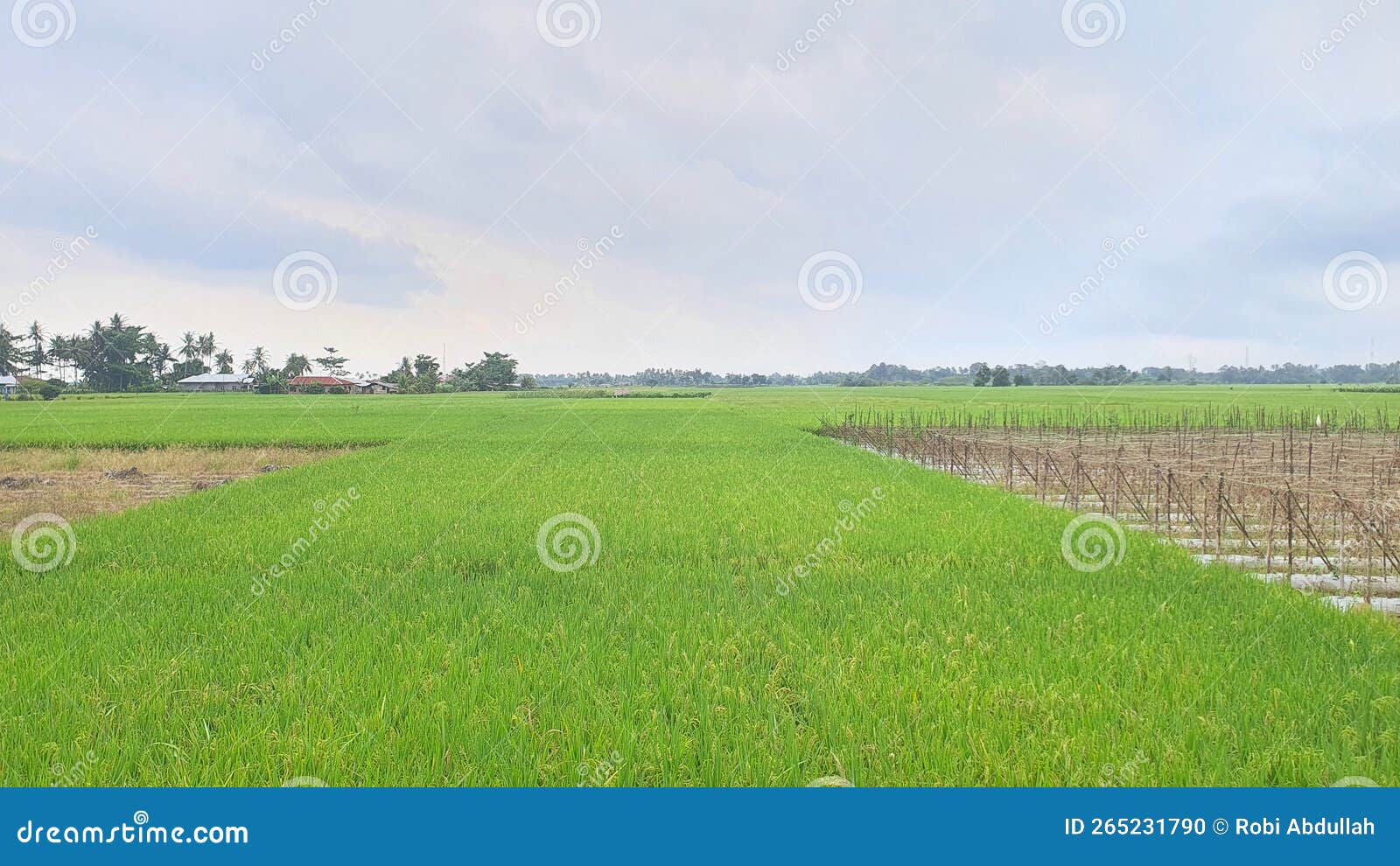 Nature View of the Perbaungan Rice Fields Stock Photo - Image of view ...