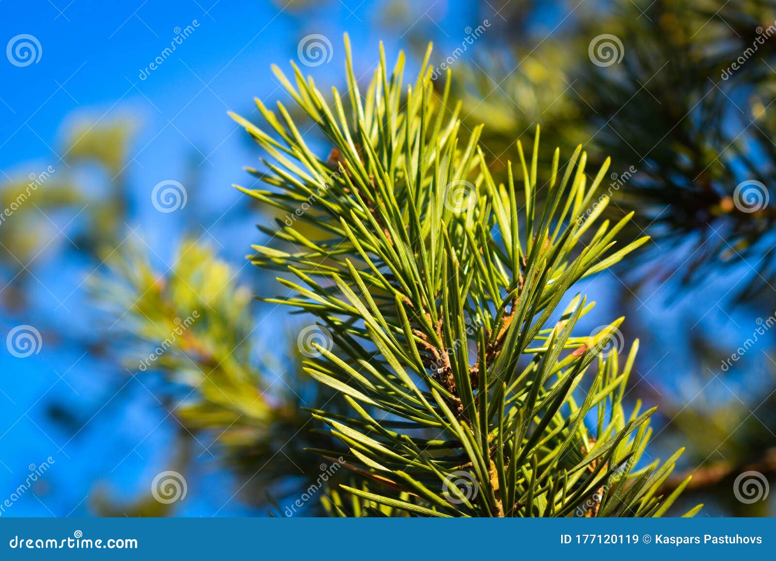 Nature view of spring stock image. Image of nature, spring - 177120119