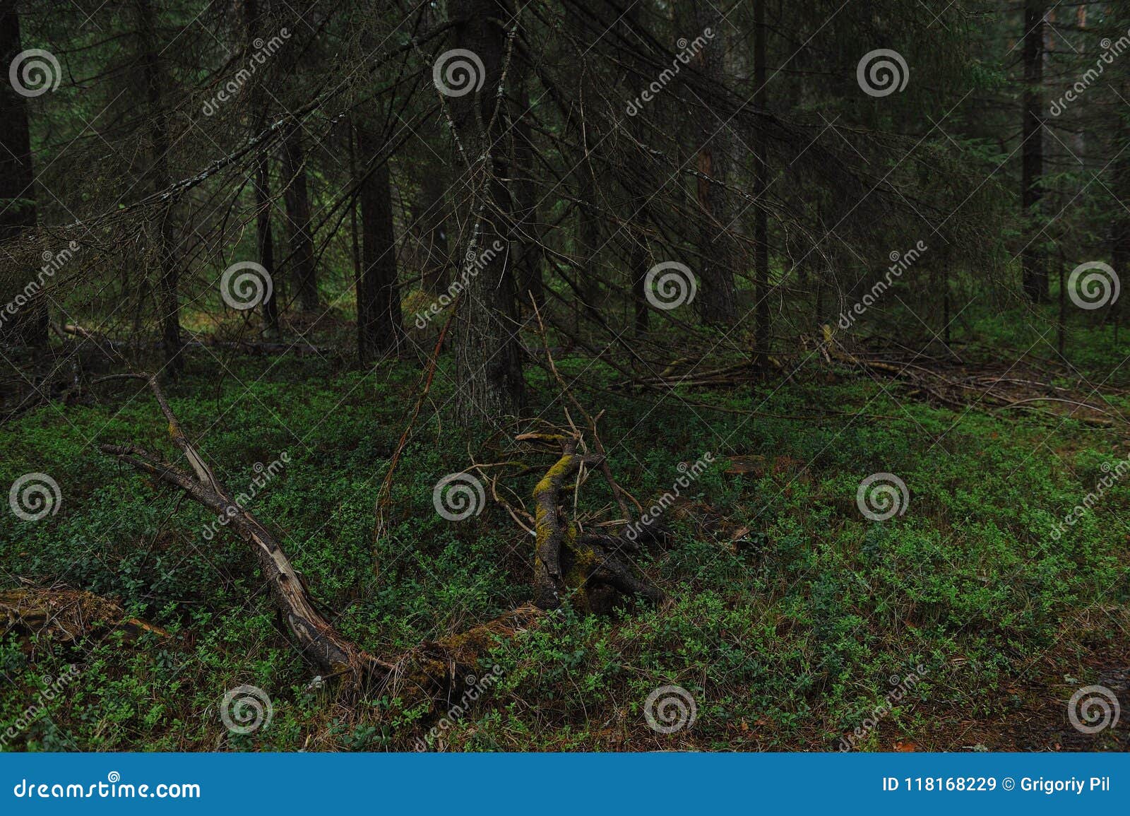 Spring in taiga stock image. Image of green, spring - 118168229