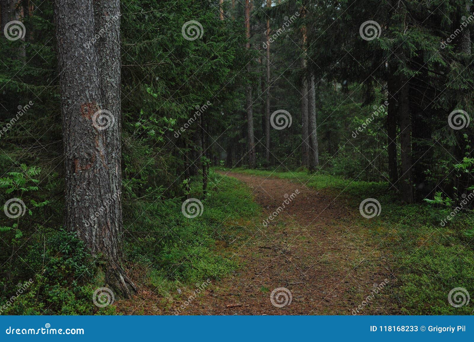 Spring in taiga stock image. Image of snow, blueberry - 118168233